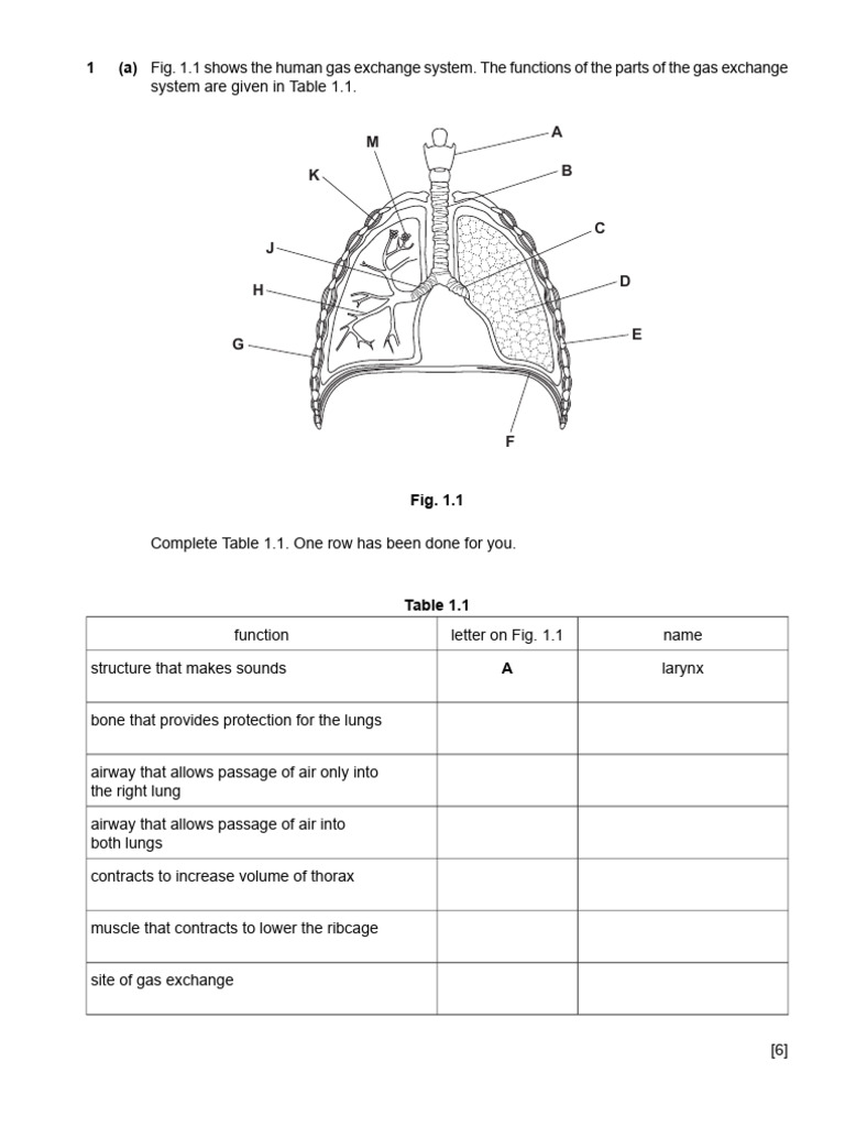 Human Gas Exchange System Overview | PDF | Breathing | Respiratory Tract