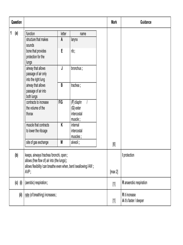 11.1 Gas Exchange in Humans IGCSE CIE Biology Ext Theory MS - L | PDF ...