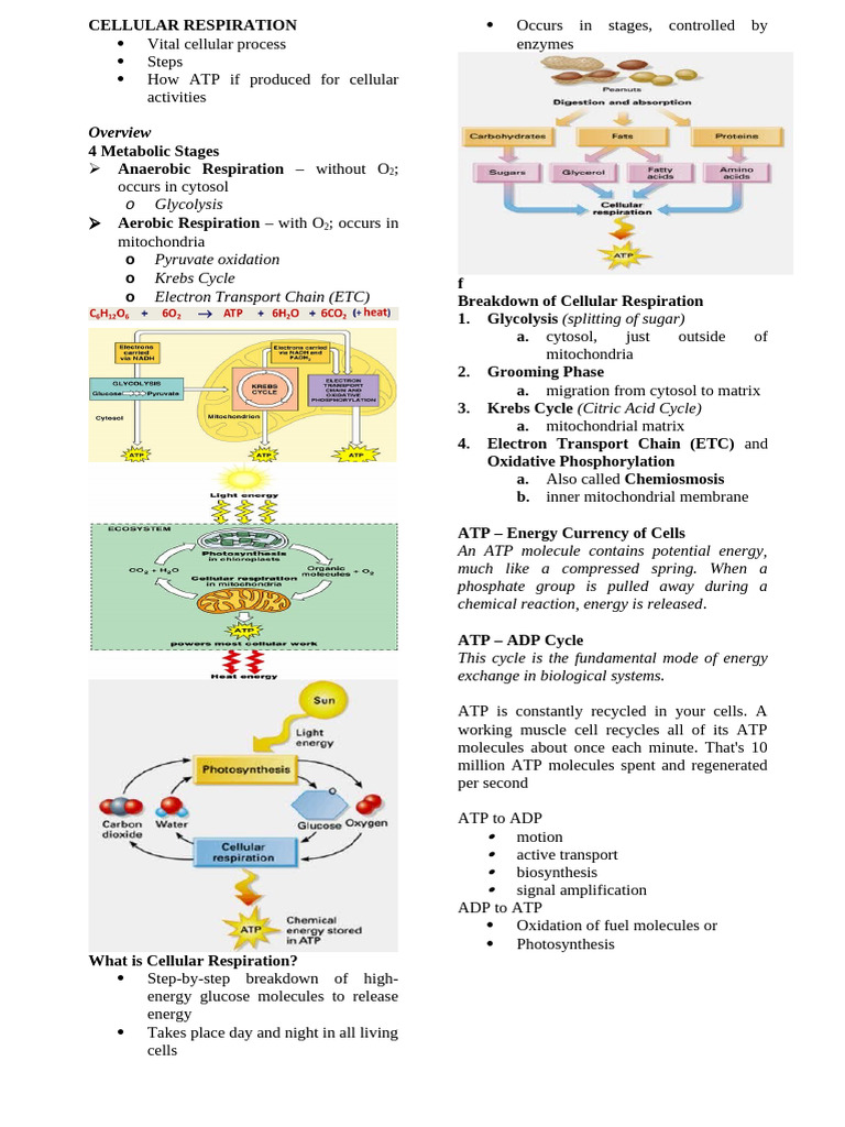 Cellular Respiration: ATP Production Explained | PDF | Cellular ...