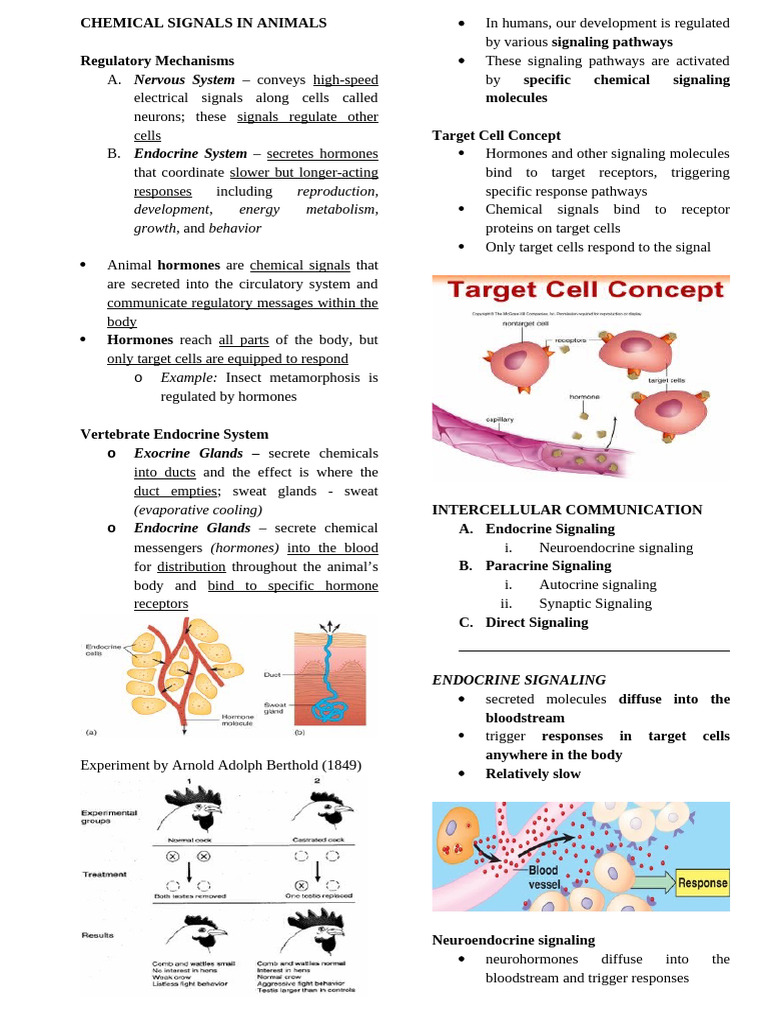 CHEMICAL SIGNALS IN ANIMALS (Dr. Tosoc) | PDF | Hormone | Cell Signaling