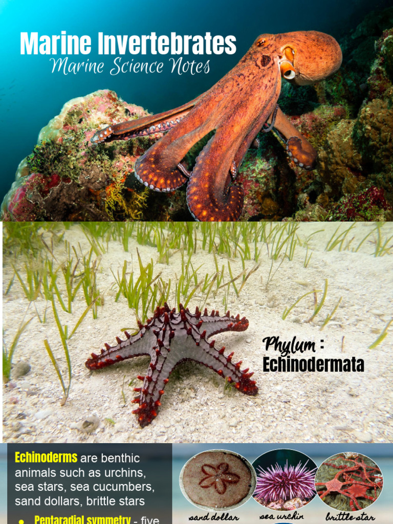 Marine Invertebrates - Notes | PDF | Coral | Mollusca