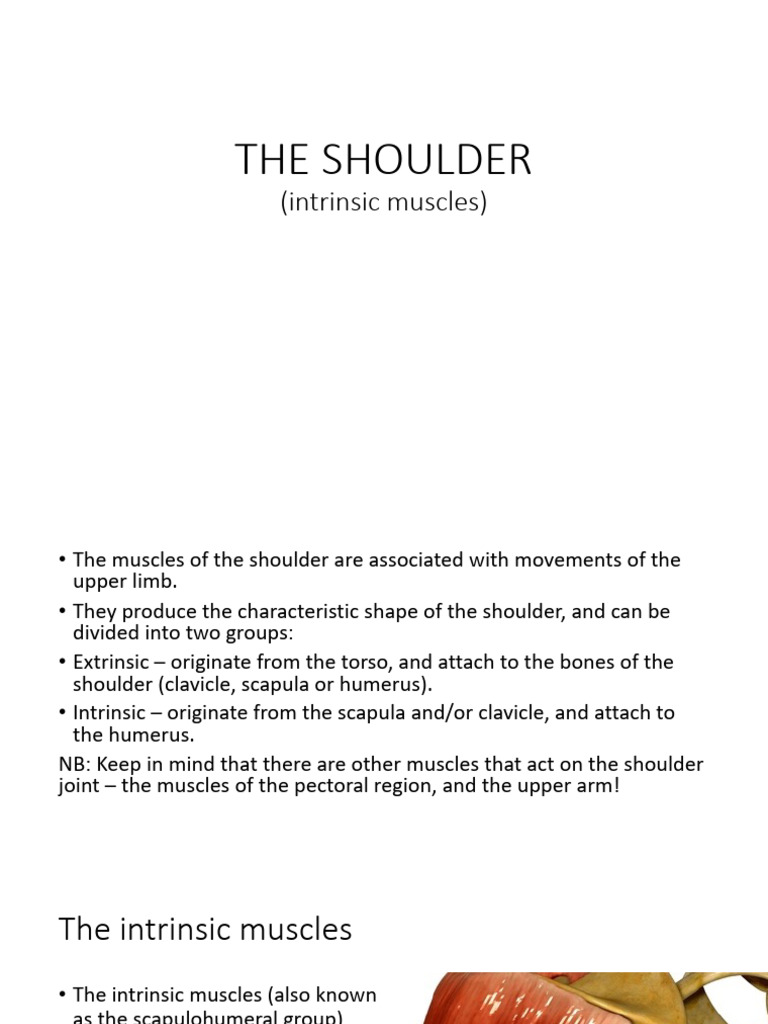 NU-DENT-P1-THE SHOULDER MUSCLES-2023 | PDF | Shoulder | Arm