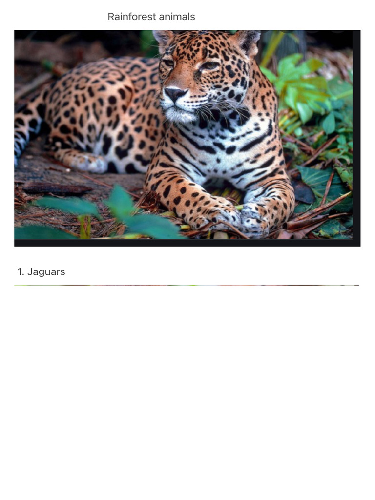 Rainforest Animals: Species Overview | PDF