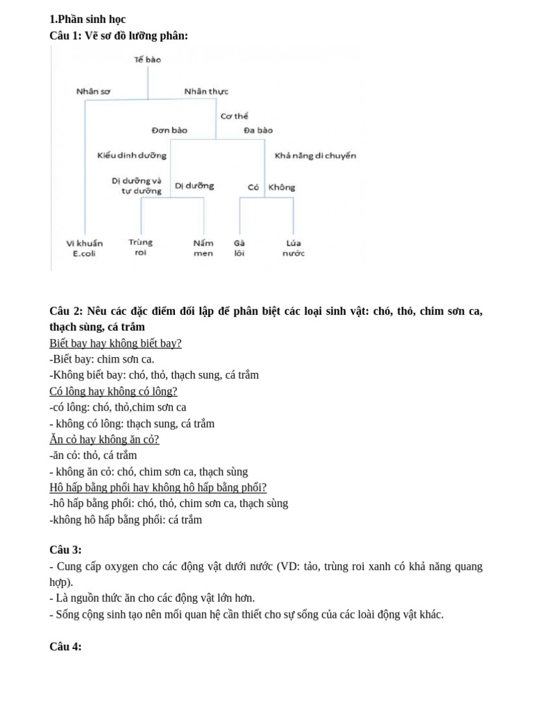De Cuong | PDF