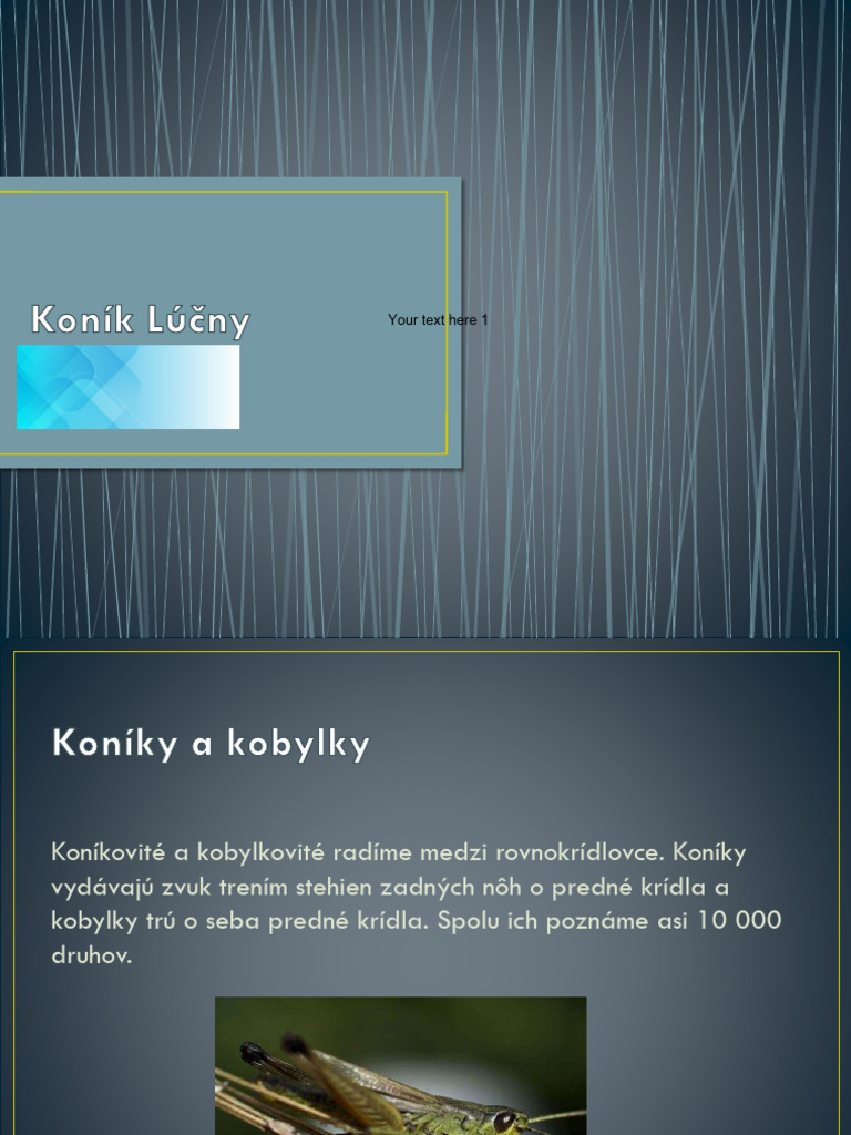 Konik Lucny | PDF