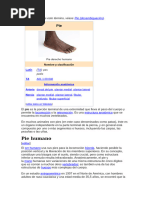 Anatomia Del Pie | PDF | Pie | Morfología (biología)