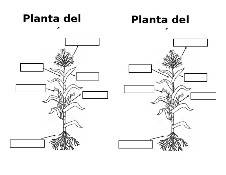 Partes de La Planta Del Maiz. | PDF
