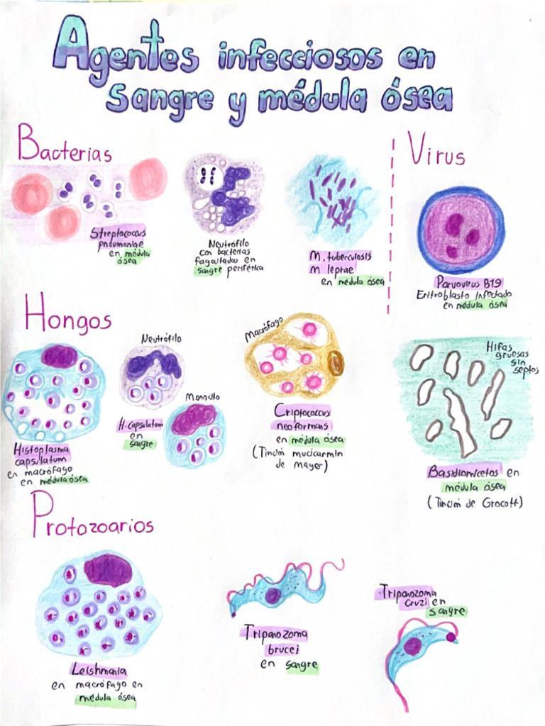 Agentes Infecciosos en Sangre y Médula Ósea | PDF