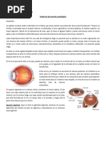 Anatomía y Patología de La Papila Óptica | PDF | Retina | Ojo humano