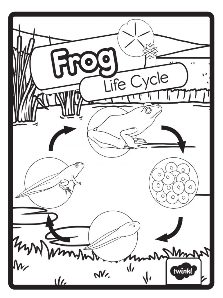 BW Frog Life Cycle Activity Booklet For K-2nd Grade | PDF