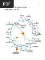 Anaplerotic and Cataplerotic Reactions of The Tca Cycle | PDF | Diet ...
