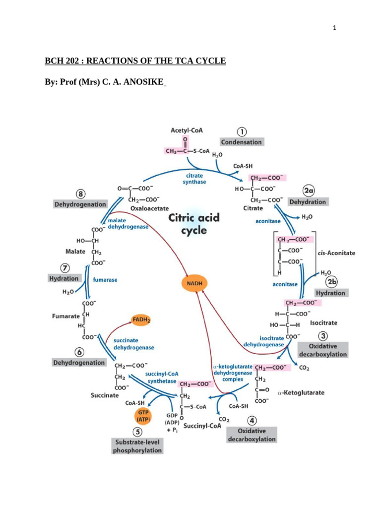 Anaplerotic Reactions in TCA Cycle | PDF | Citric Acid Cycle | Chemistry