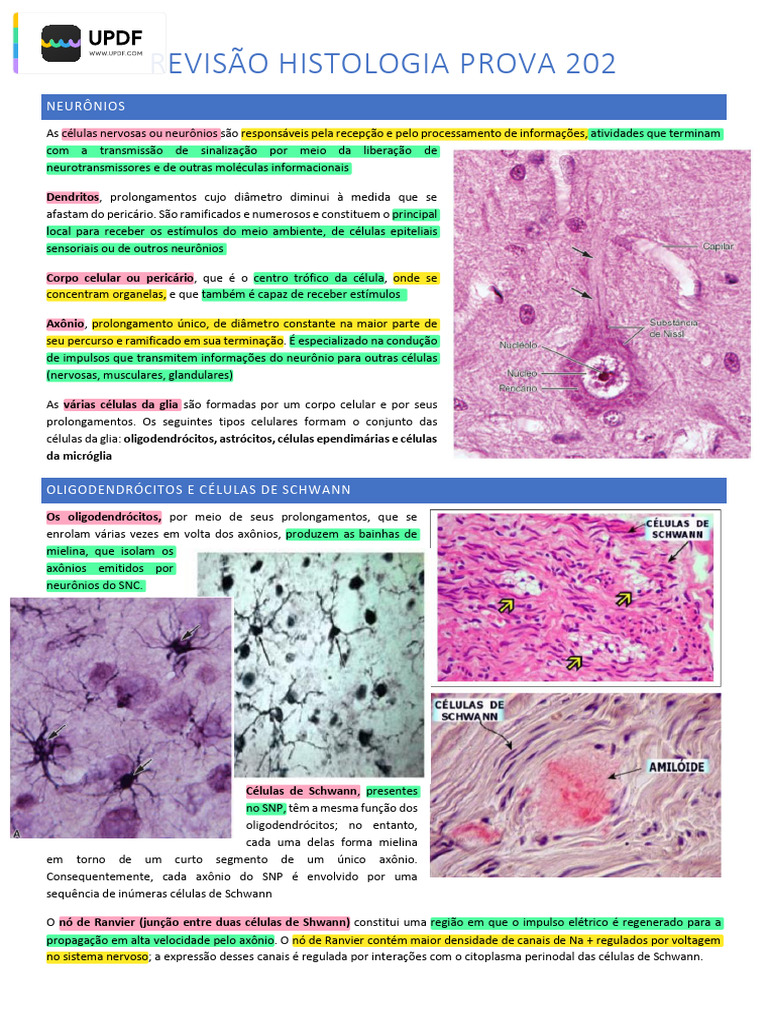 Revisão Histologia Prova 202 | PDF | Nervo | Axônio