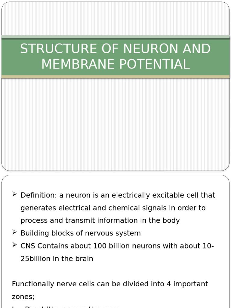 Neuron and Membrane Potential 200 - 090830 | PDF | Axon | Neuron