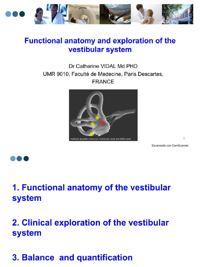01 Vestibular System | PDF