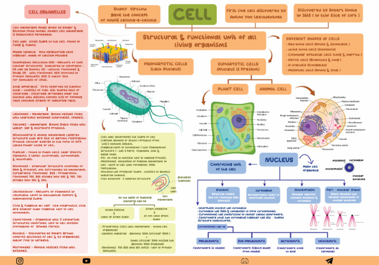 Cell | PDF