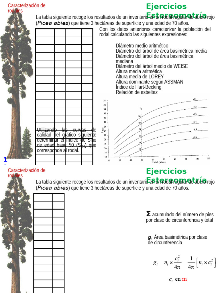 Ejercicios Estereometria.2023 Dasometría | PDF | Abeto | Arboles