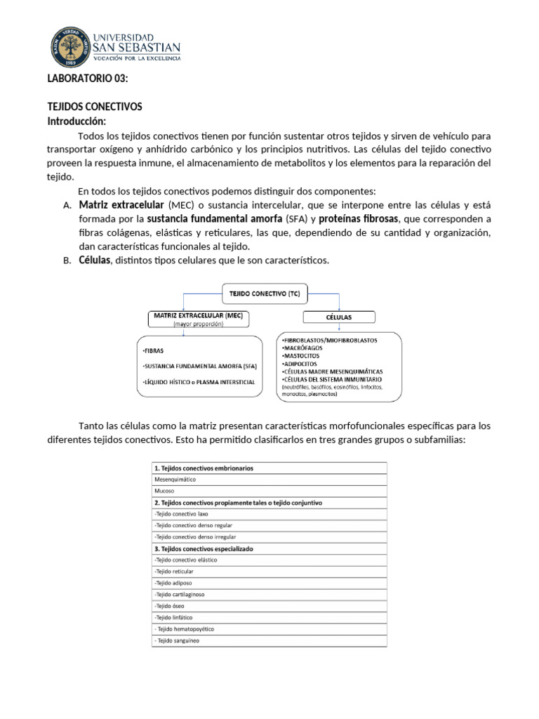 LABHISTO-03 - Tejidos Conectivos | PDF | Tejido conectivo | Tejido (biología)