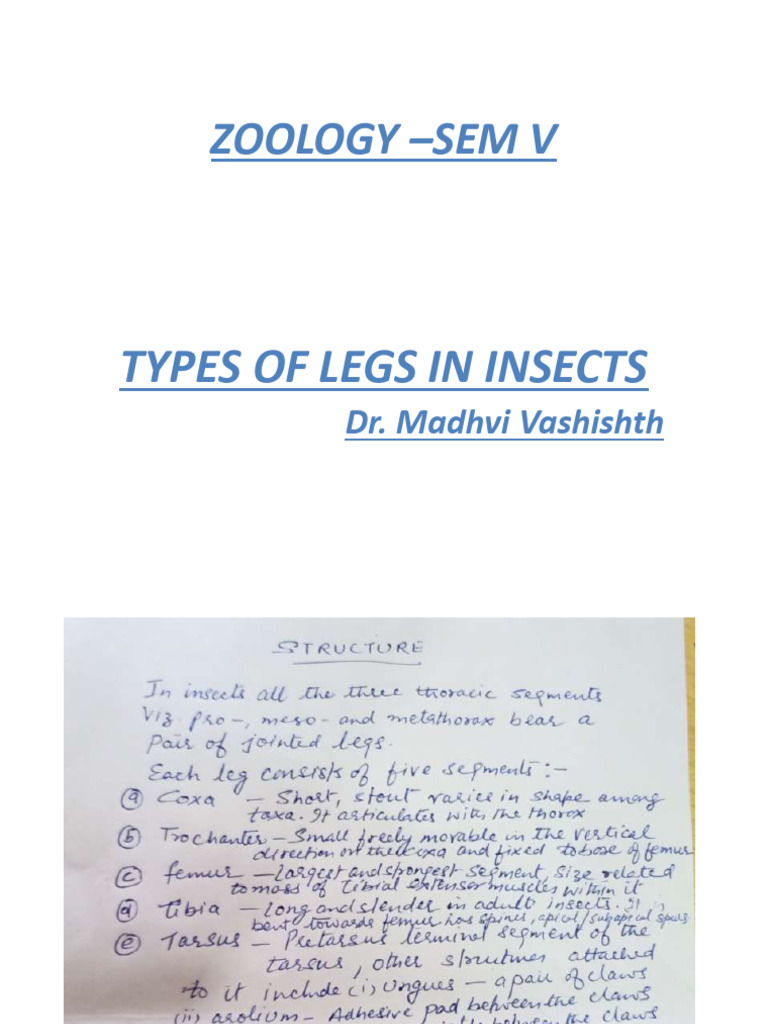 Types of Legs in Insects | PDF