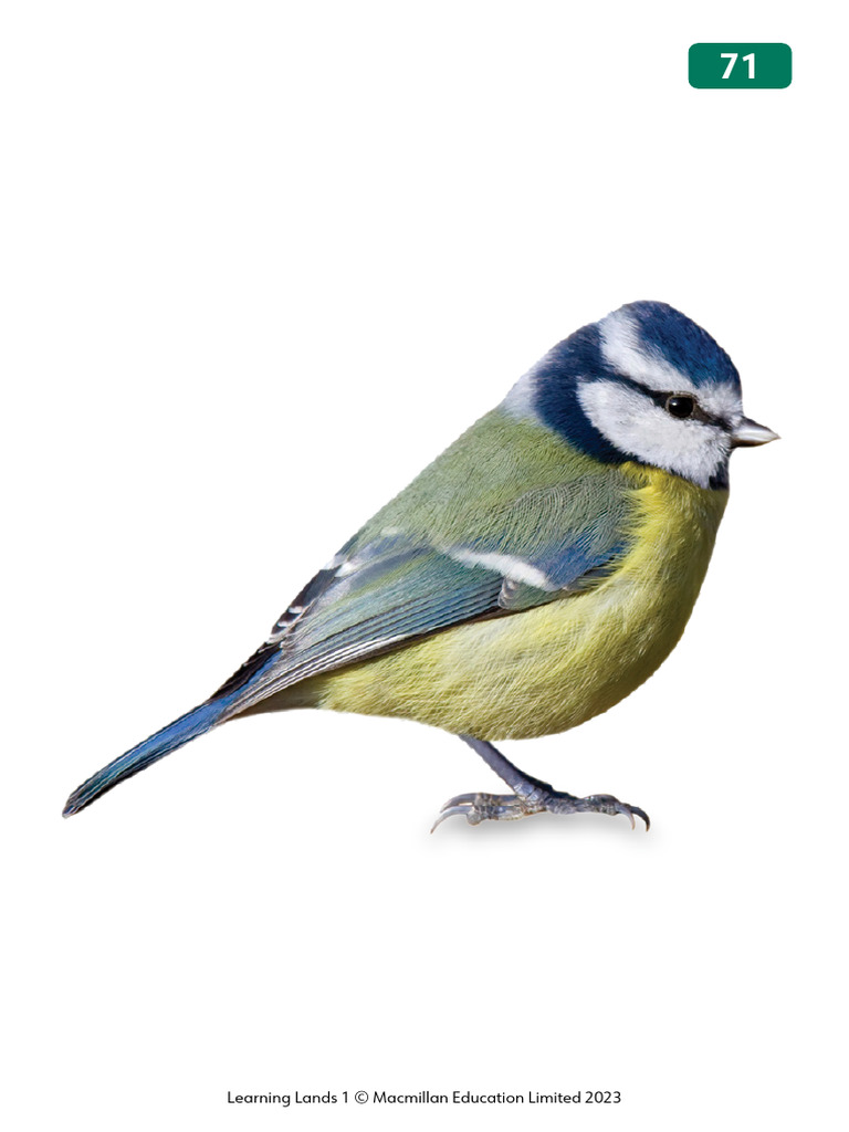 LL_L1_Flashcards_U5 | PDF