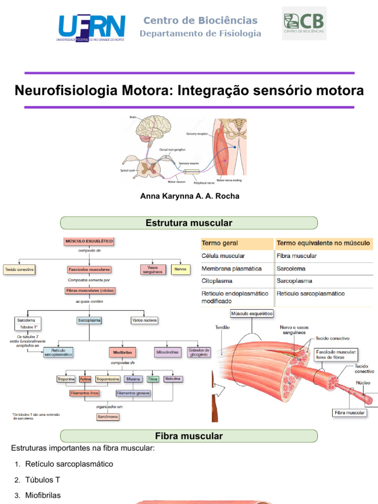 Integracao Sensorio Motora | PDF | Neurônio motor | Músculo