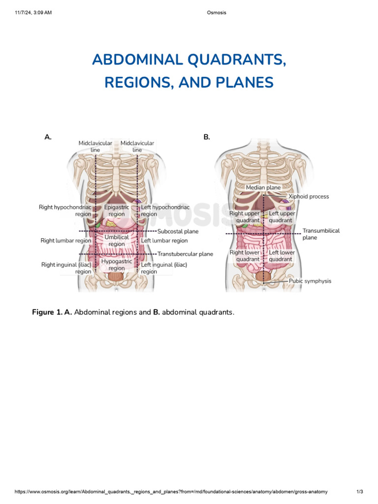 Understanding Abdominal Quadrants and Regions | PDF