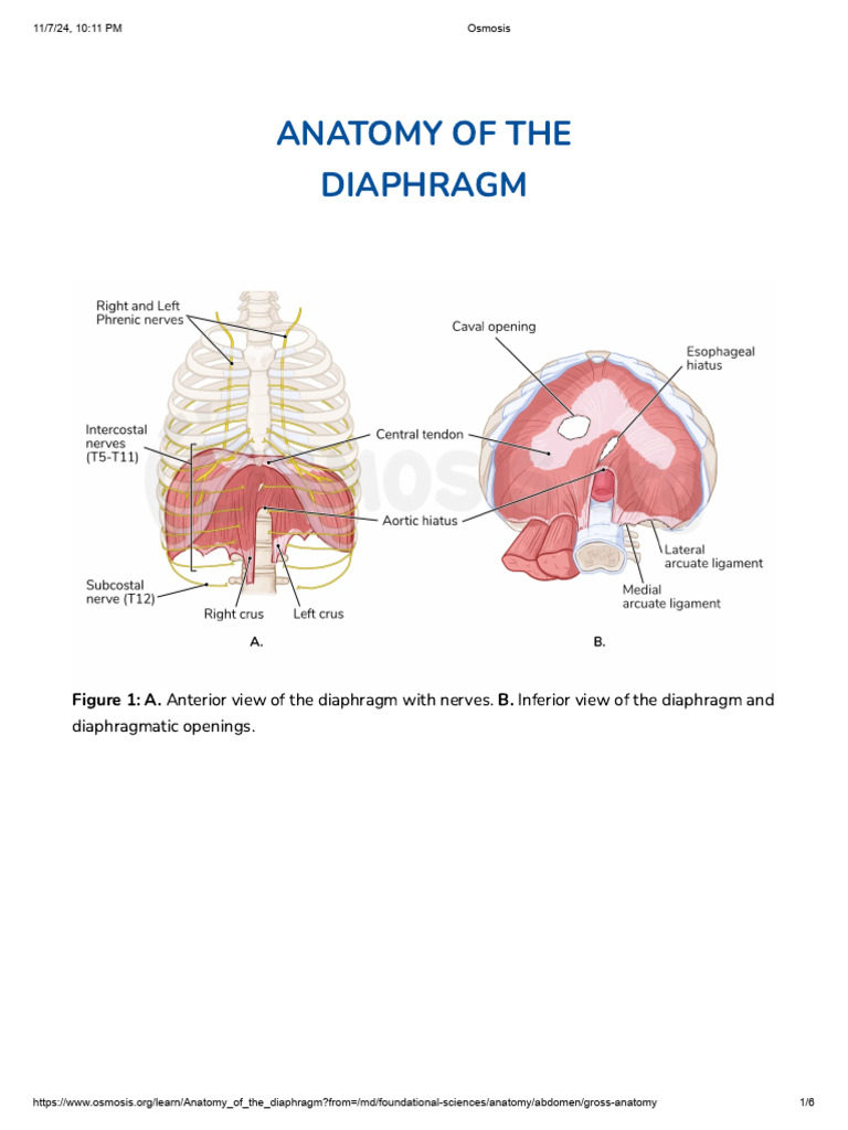 Anatomy of The Diaphragm - Video, Causes, & Meaning - Osmosis | PDF ...