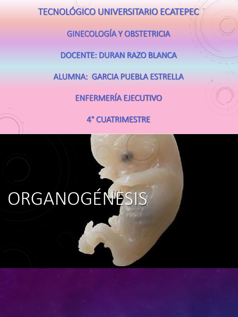 Organogénesis y capas embrionarias | PDF | Anatomía | Morfología (biología)