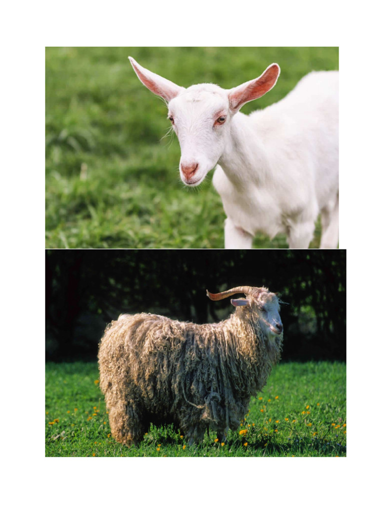 Goat | PDF