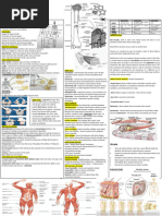 Anatomy - & - Physiology Cheat Sheet | PDF | Bone | Skin