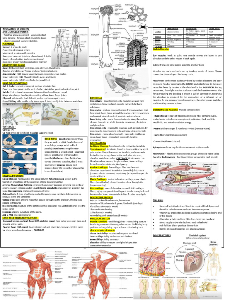 Skeletal and Muscular System Overview | PDF | Bone | Skin