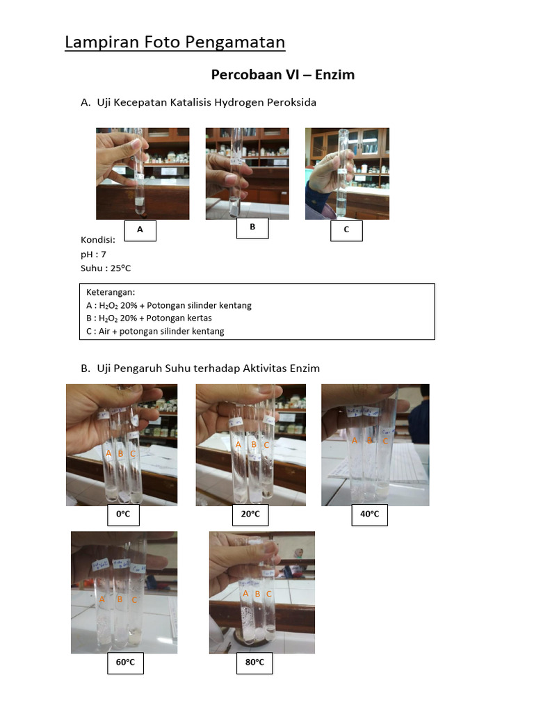 Lampiran Foto Pengamatan - Enzim | PDF