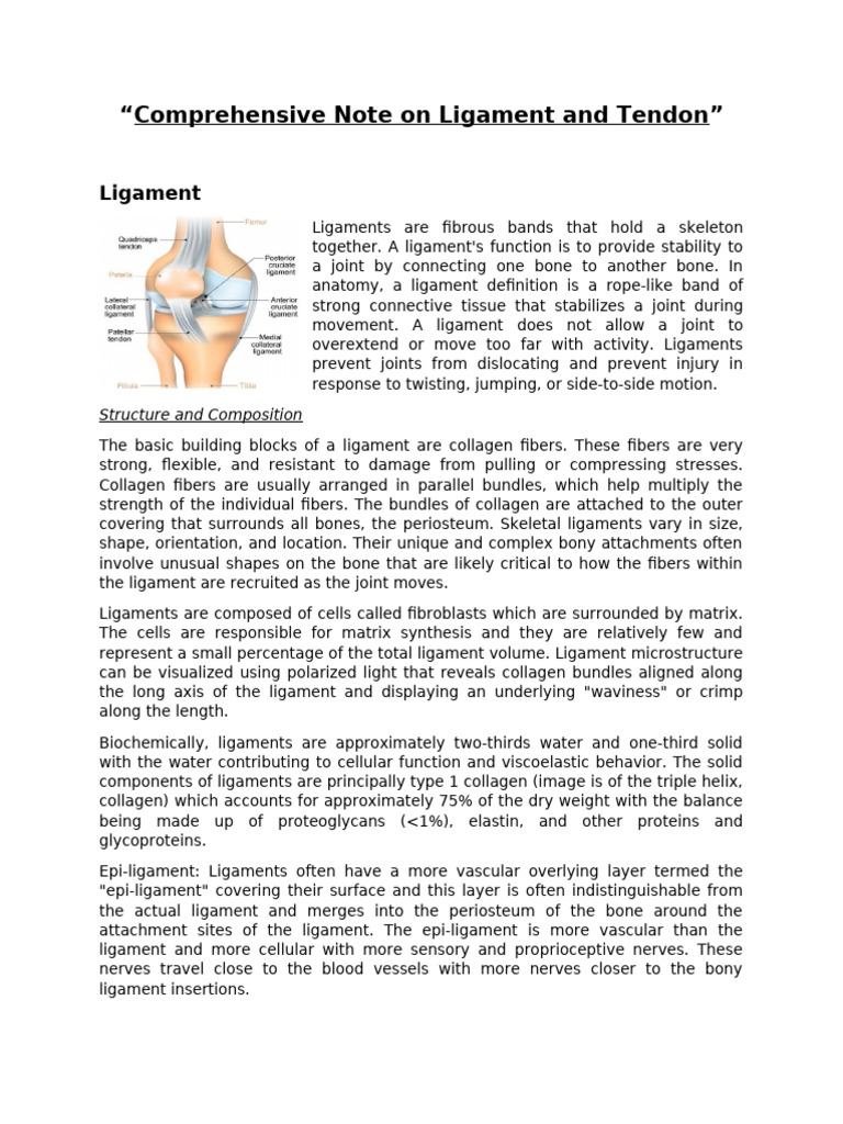 Comprehensive Note On Ligament and Tendon | PDF | Collagen | Tendon