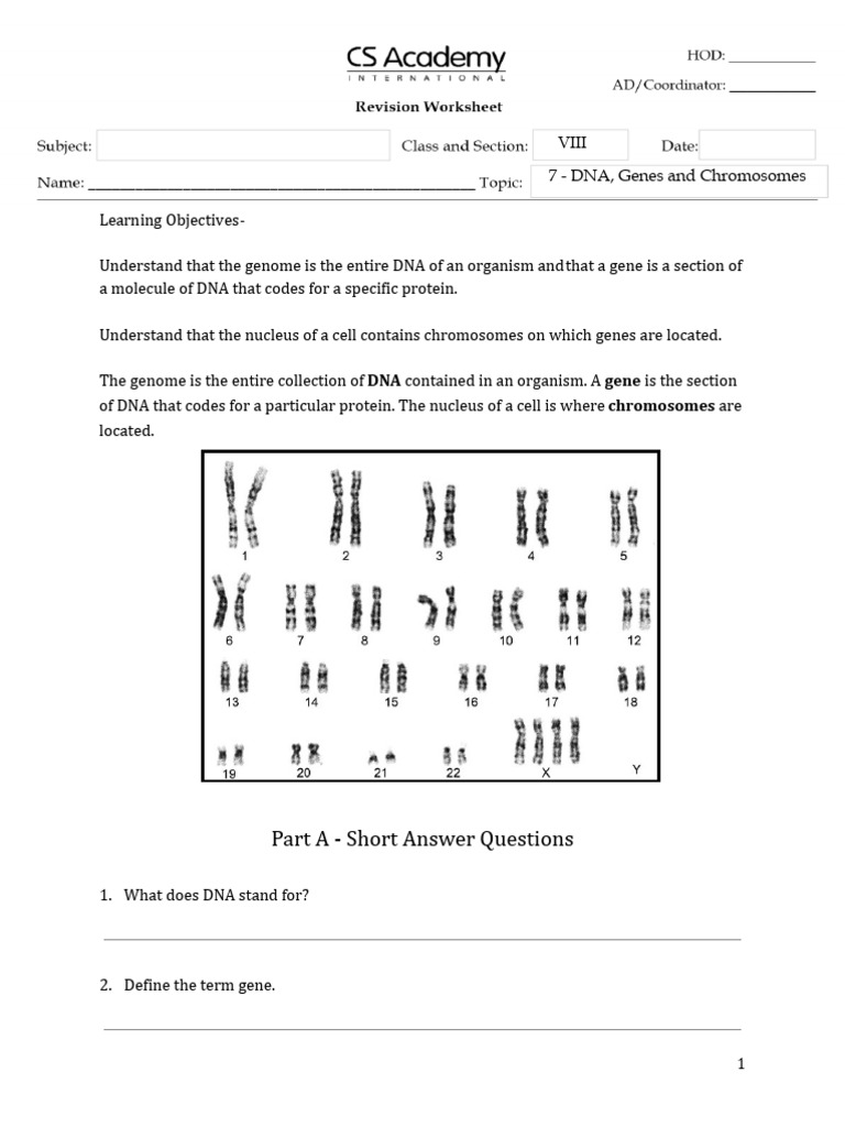 Worksheet 41 - DNA Genes and Chromosomes | PDF | Genetics | Gene