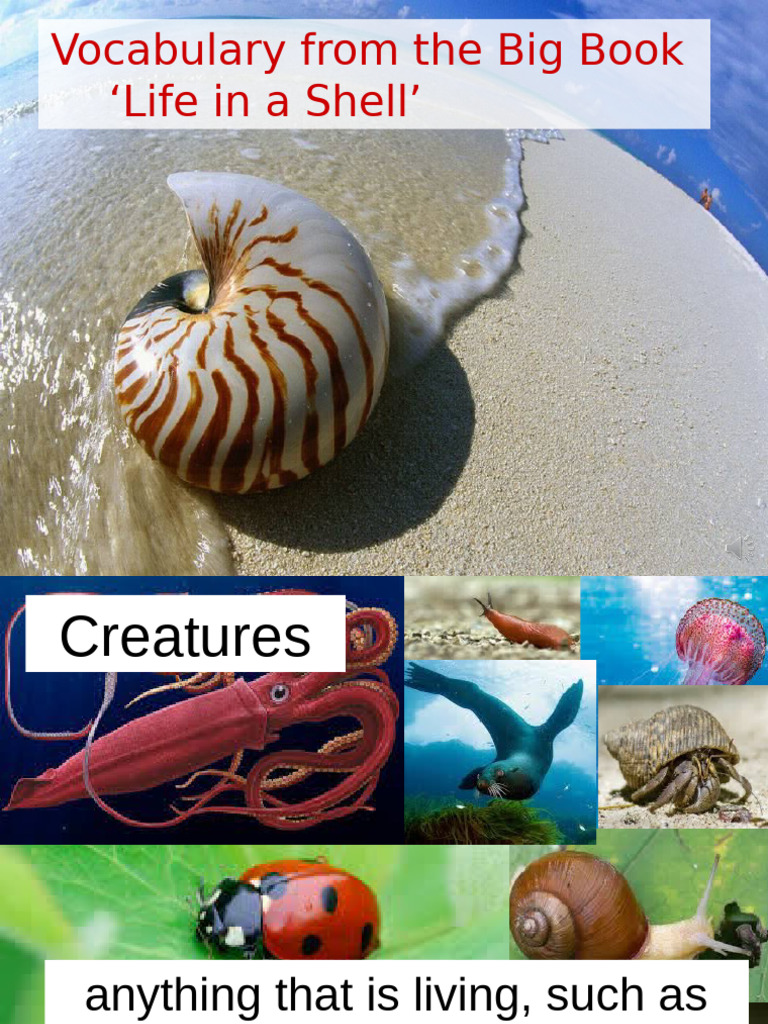 Life in A Shell Vocabulary | PDF