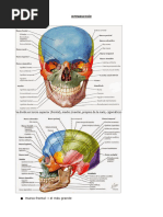 Anatomía y variaciones de la oreja | PDF | Órganos sensoriales ...