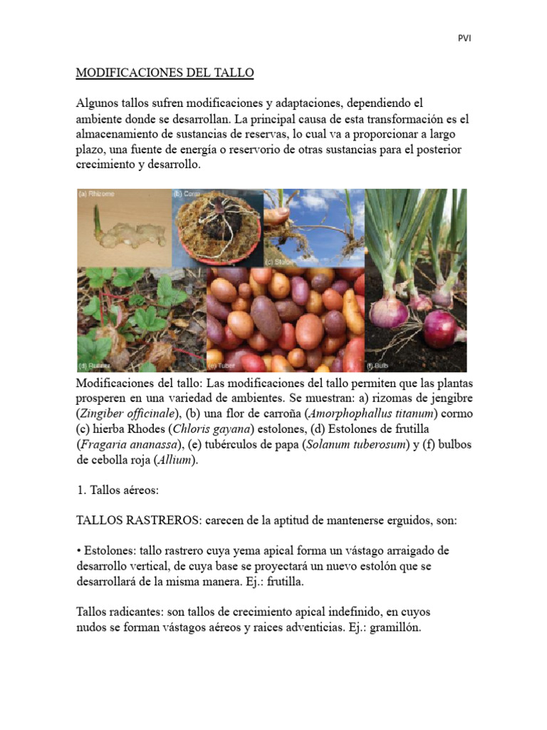 Modificaciones y Tipos de Tallo | PDF | Tallo de la planta | Hoja