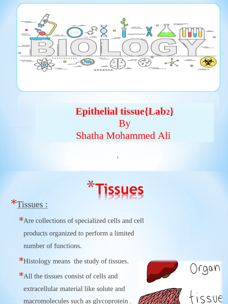 Epithelial Tissue: Types and Functions | PDF | Epithelium | Tissue ...