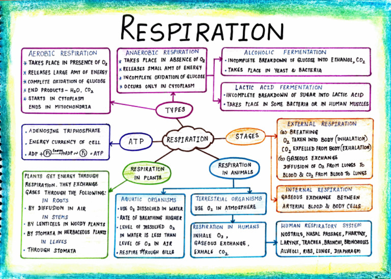 Respiration (Part 1) Mind Map | PDF | Cellular Respiration | Physiology