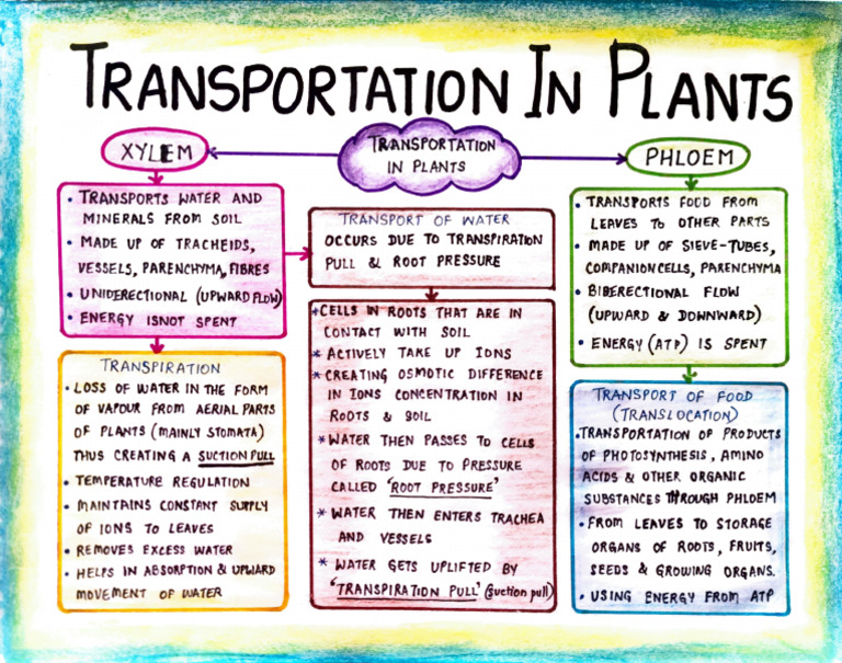 Transportation in Plants Mind Map | PDF