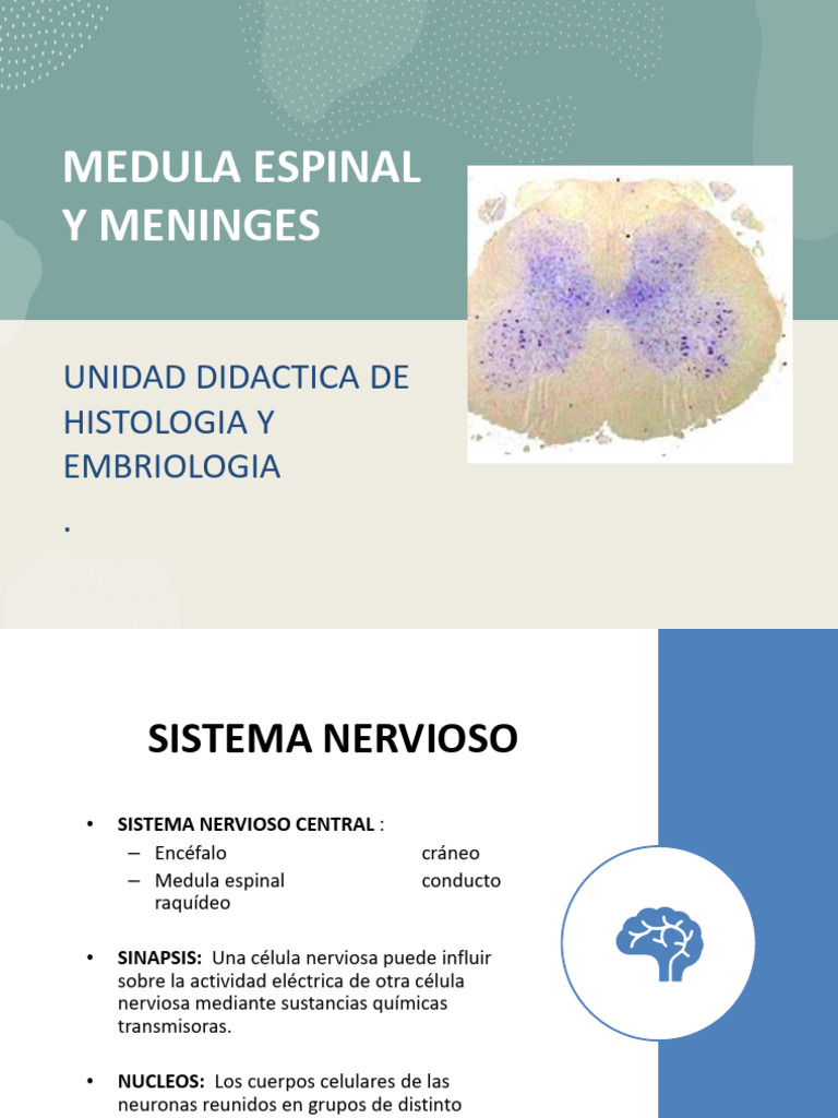 Vías Aferentes y Eferentes en Médula Espinal | PDF | Sistema nervioso ...
