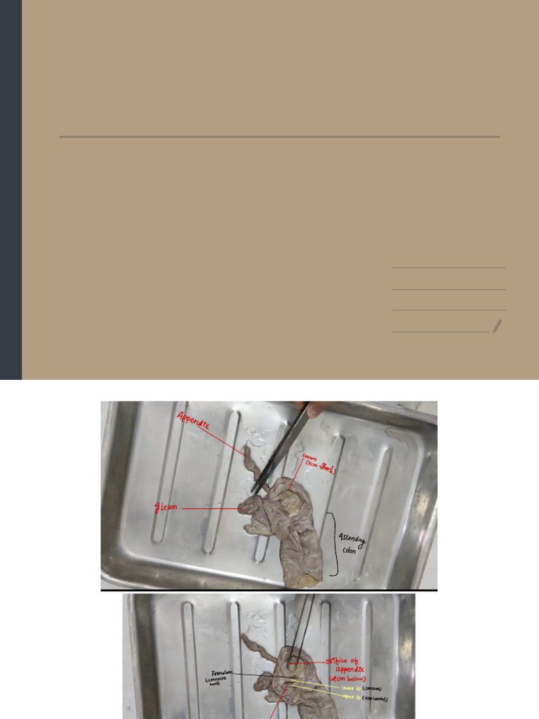 Anatomy Gross Second Year | PDF | Labia | Female Mammals