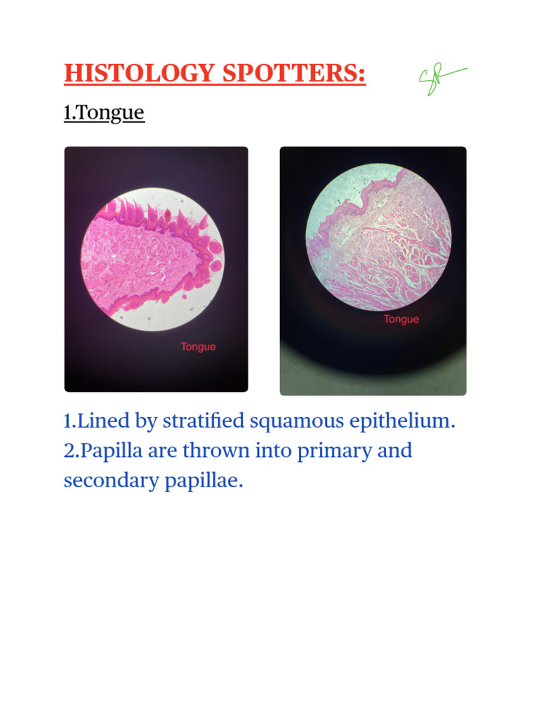 2nd Year Histo Spotters | PDF | Epithelium | Stomach