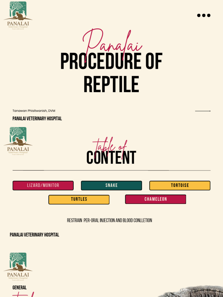 2 Reptile | PDF
