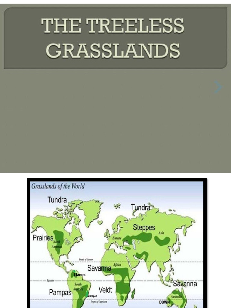 The Treeless Grasslands | PDF