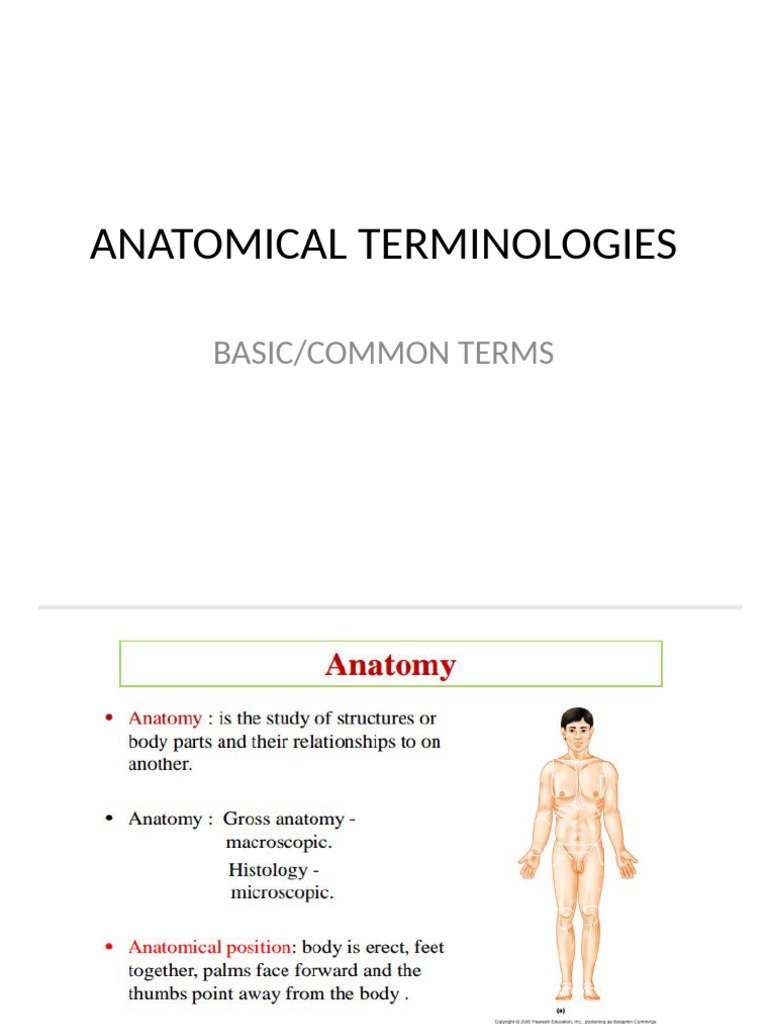 ANATOMICAL TERMINOLOGIES | PDF