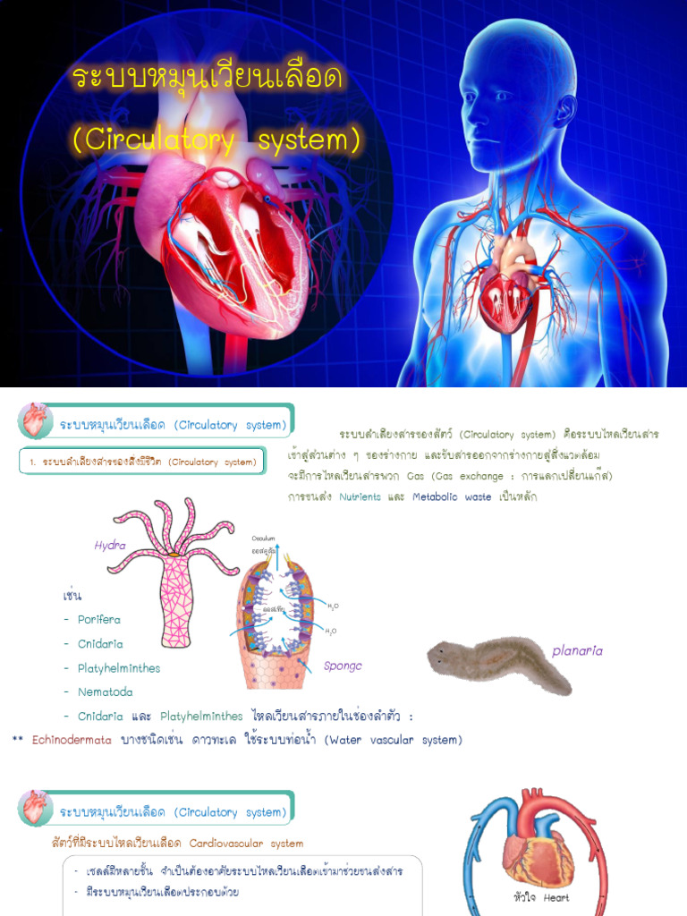 Circulatory System 2024 | PDF