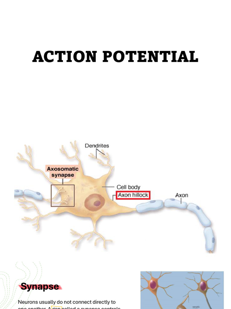 Axosomatic Synapse in Action Potential | PDF