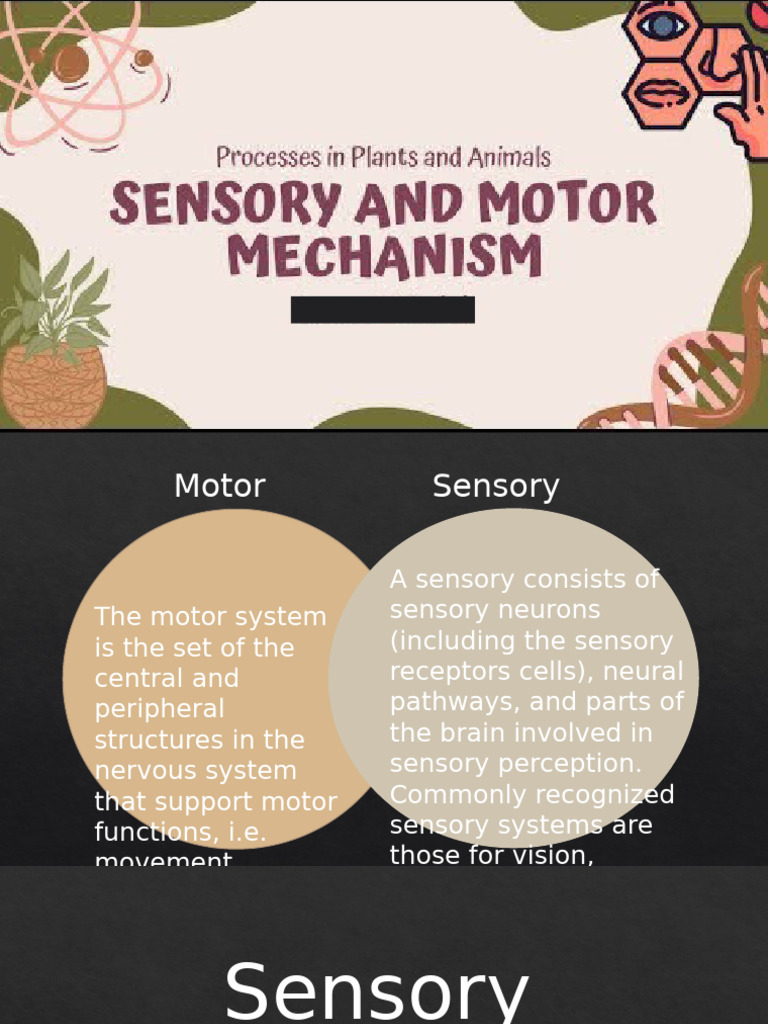 Sensory and Motor Systems Overview | PDF | Stimulus (Physiology) | Senses