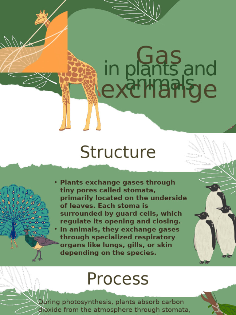 Gas Exchange in Plants and Animals | PDF